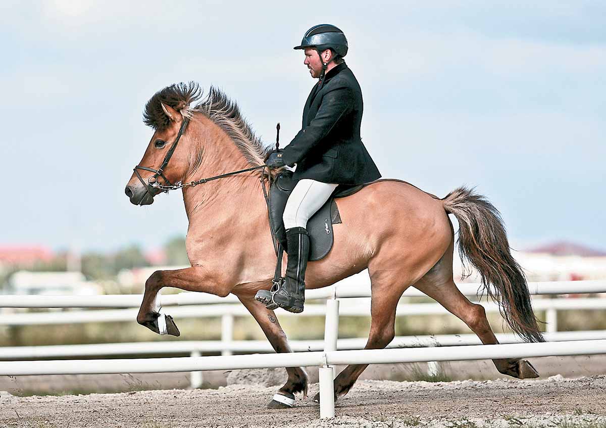 The Art of Horse Gaits: A Basic Guide to Equine Movement - My New Horse