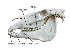 How Many Teeth Do Horses Have? - My New Horse