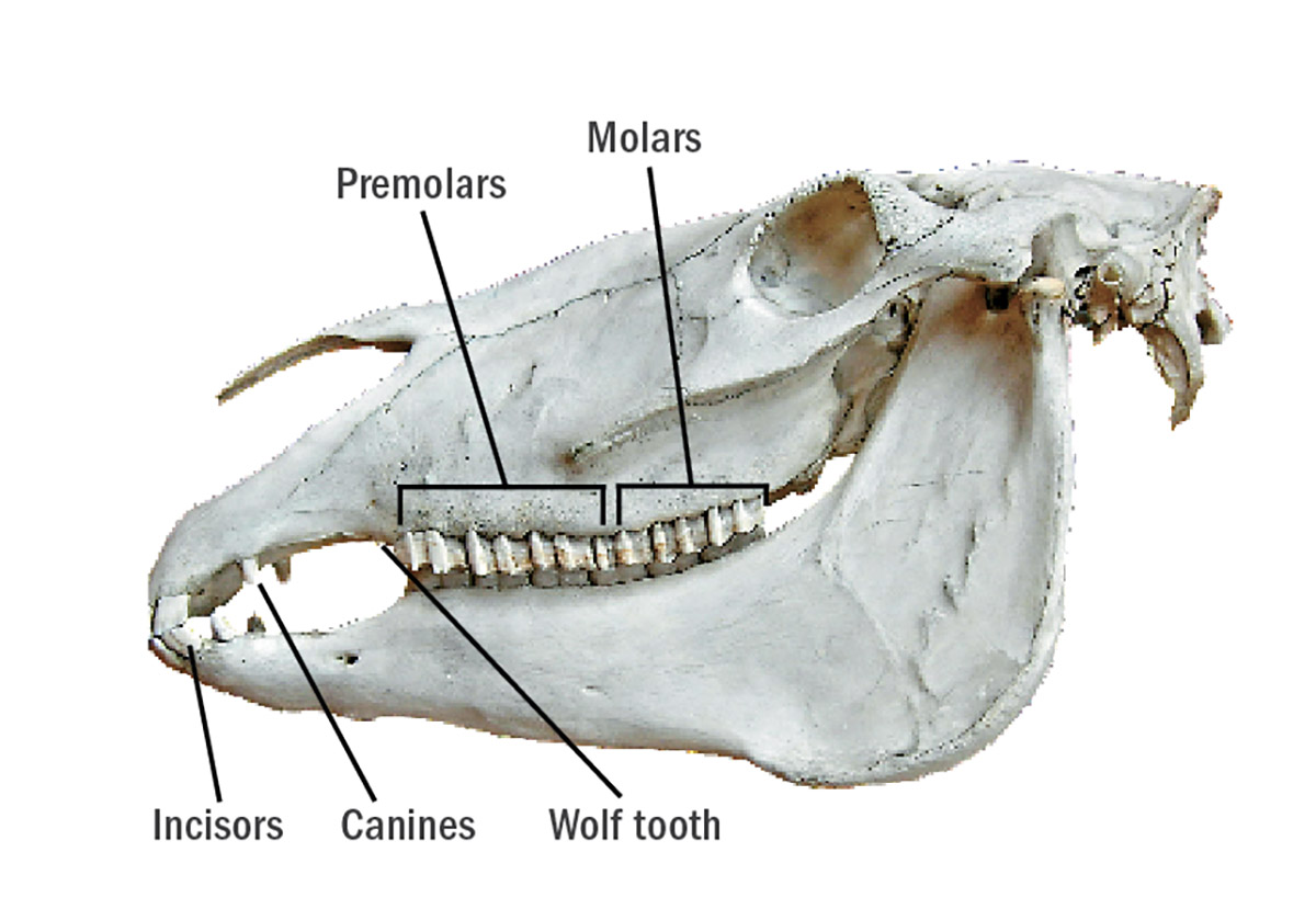 How Many Teeth Do Horses Have? - My New Horse