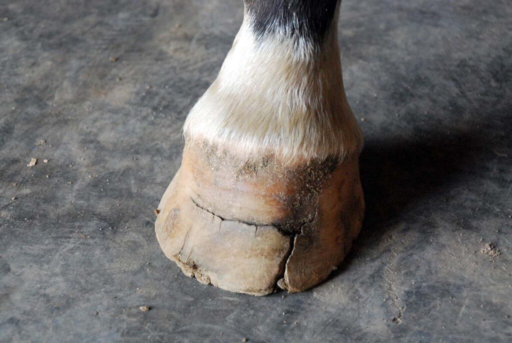 Common Horse Hoof Problems and How To Manage Them - My New Horse