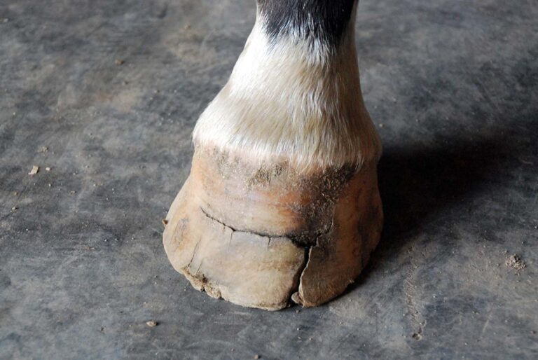 Common Horse Hoof Problems and How To Manage Them - My New Horse