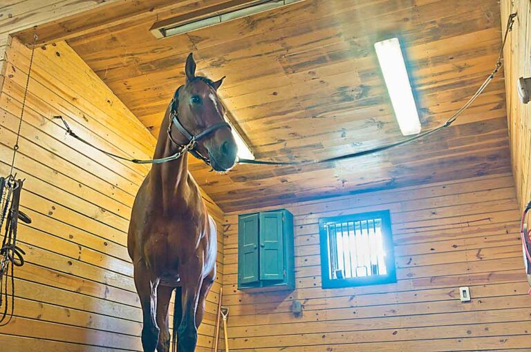 How To Find a Farrier for Your Horse - My New Horse