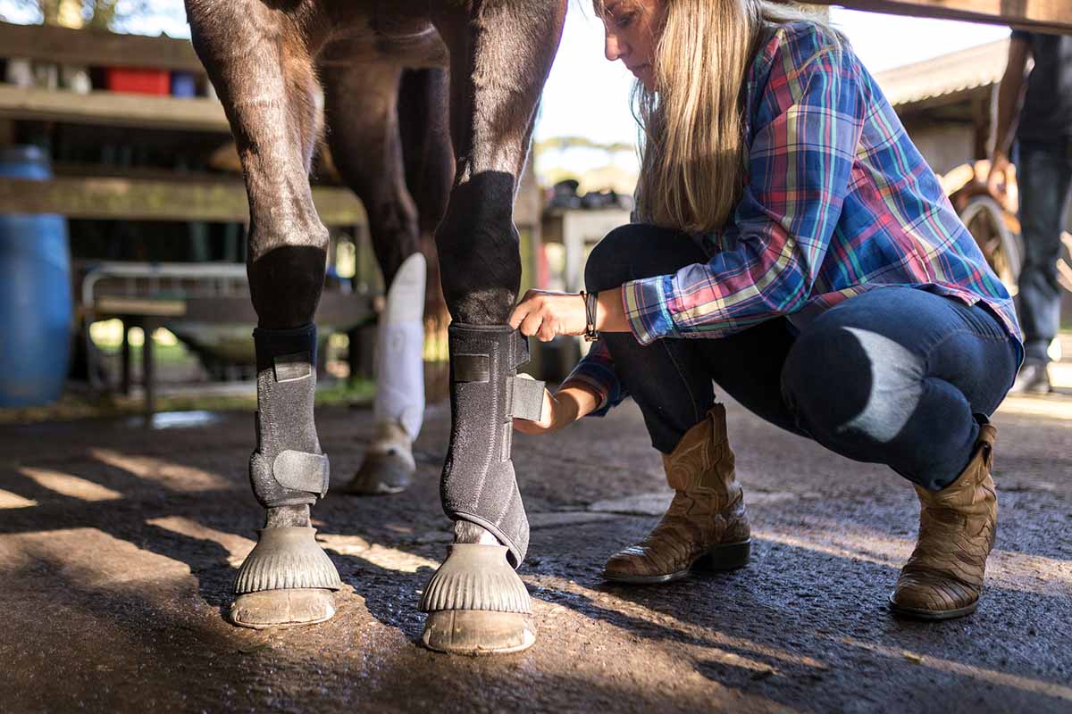 Common Types and Uses of Horse Tack and Equipment - My New Horse