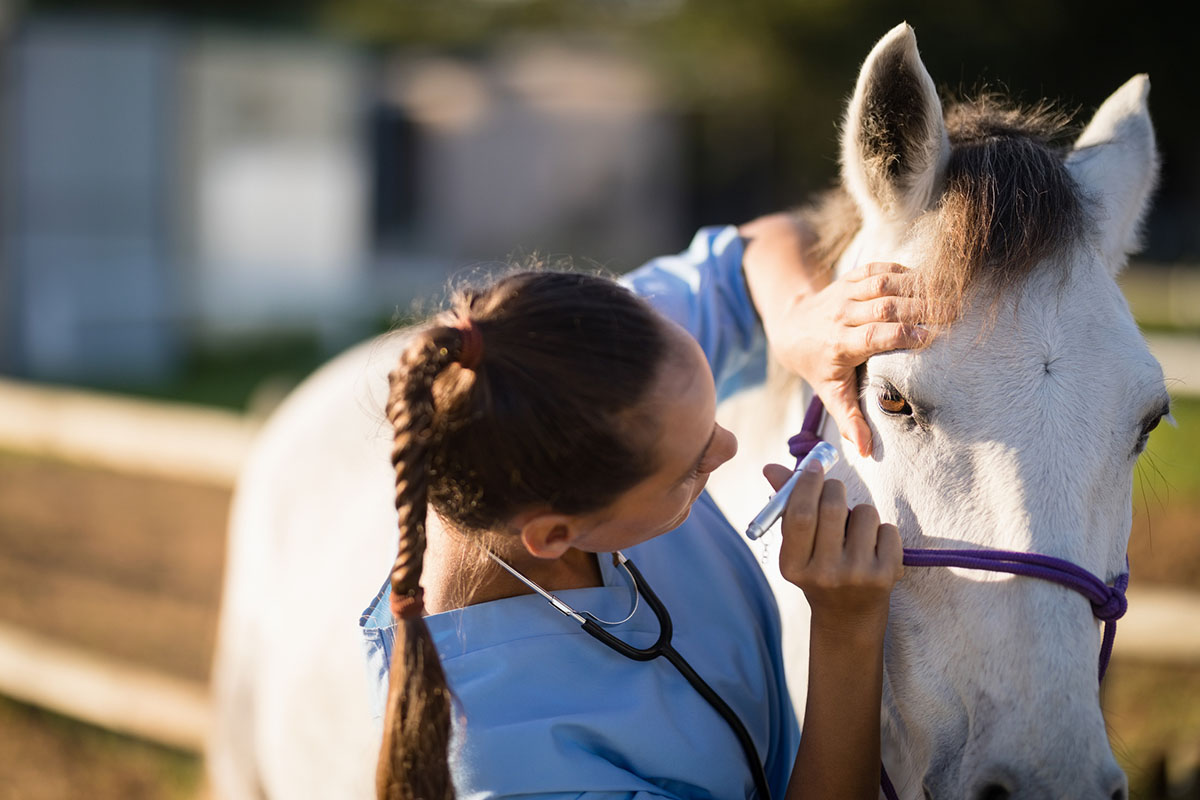 What’s Wrong With My Horse’s Eye? - My New Horse