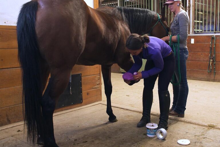 How To Pack a Horse's Hoof - My New Horse