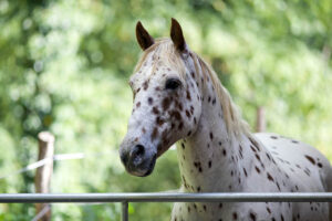 The 10 Best Horse Breeds for Beginners - My New Horse