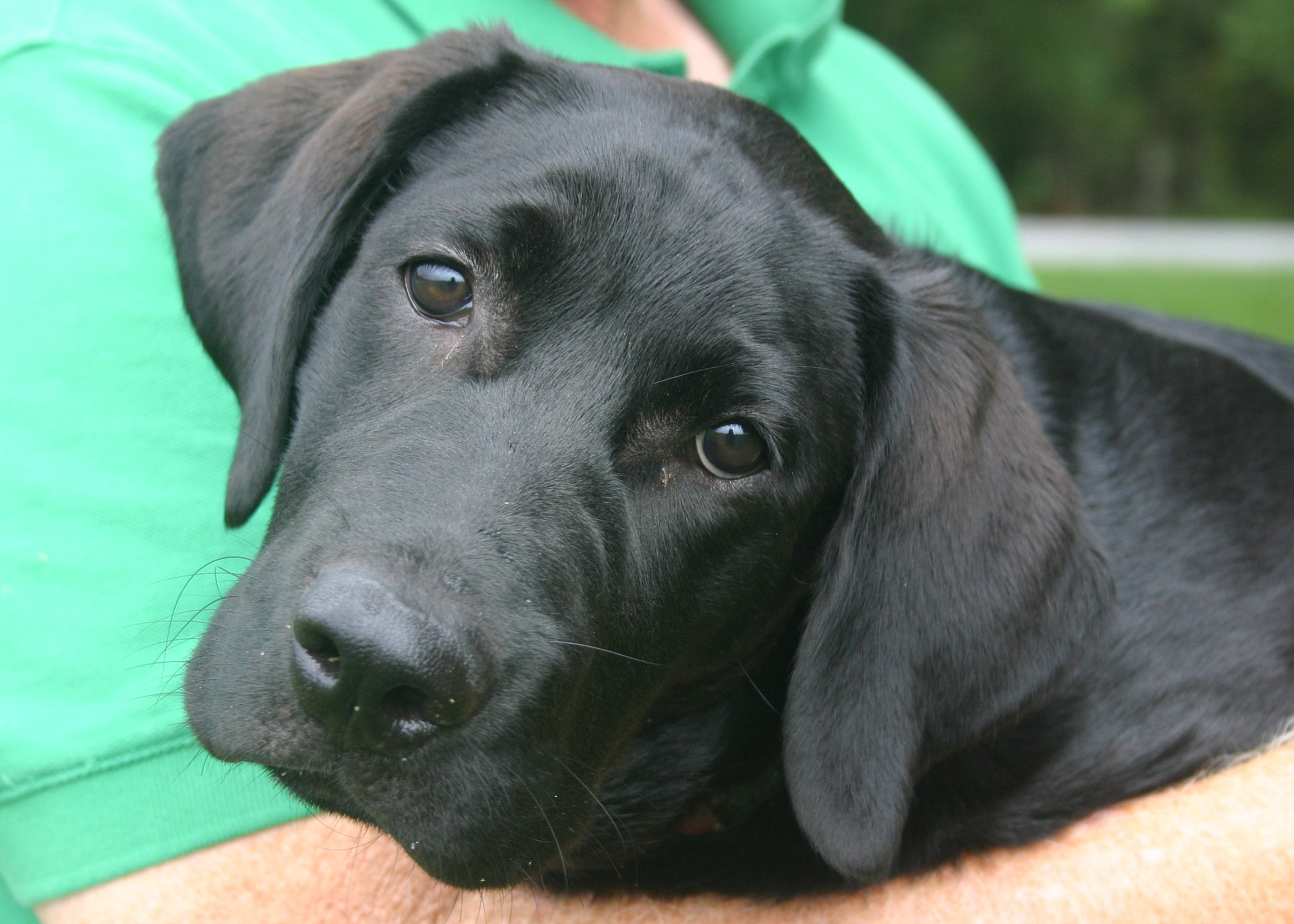 I Owe It All to Labradors