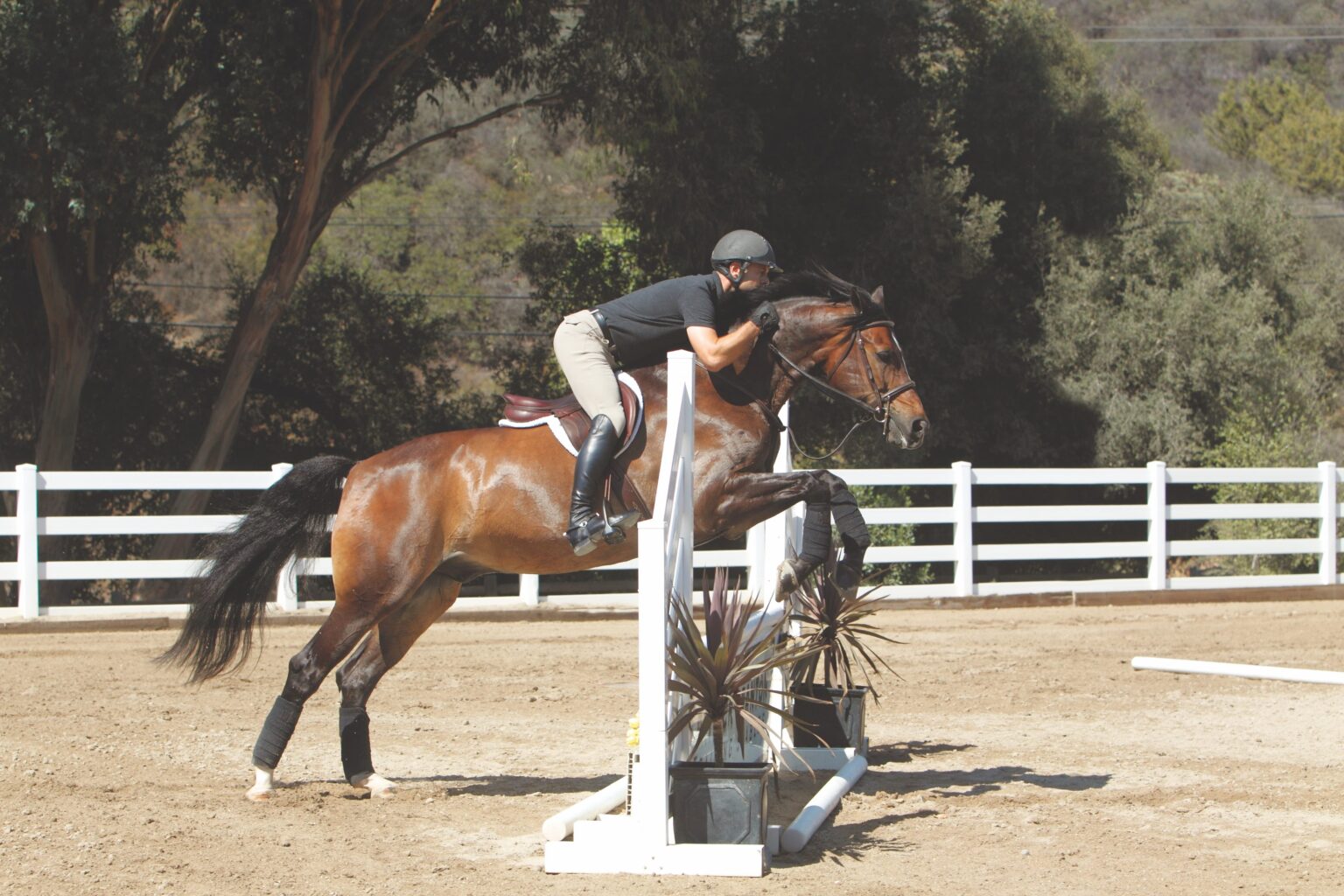 Pick the Perfect Pace for Your Horse