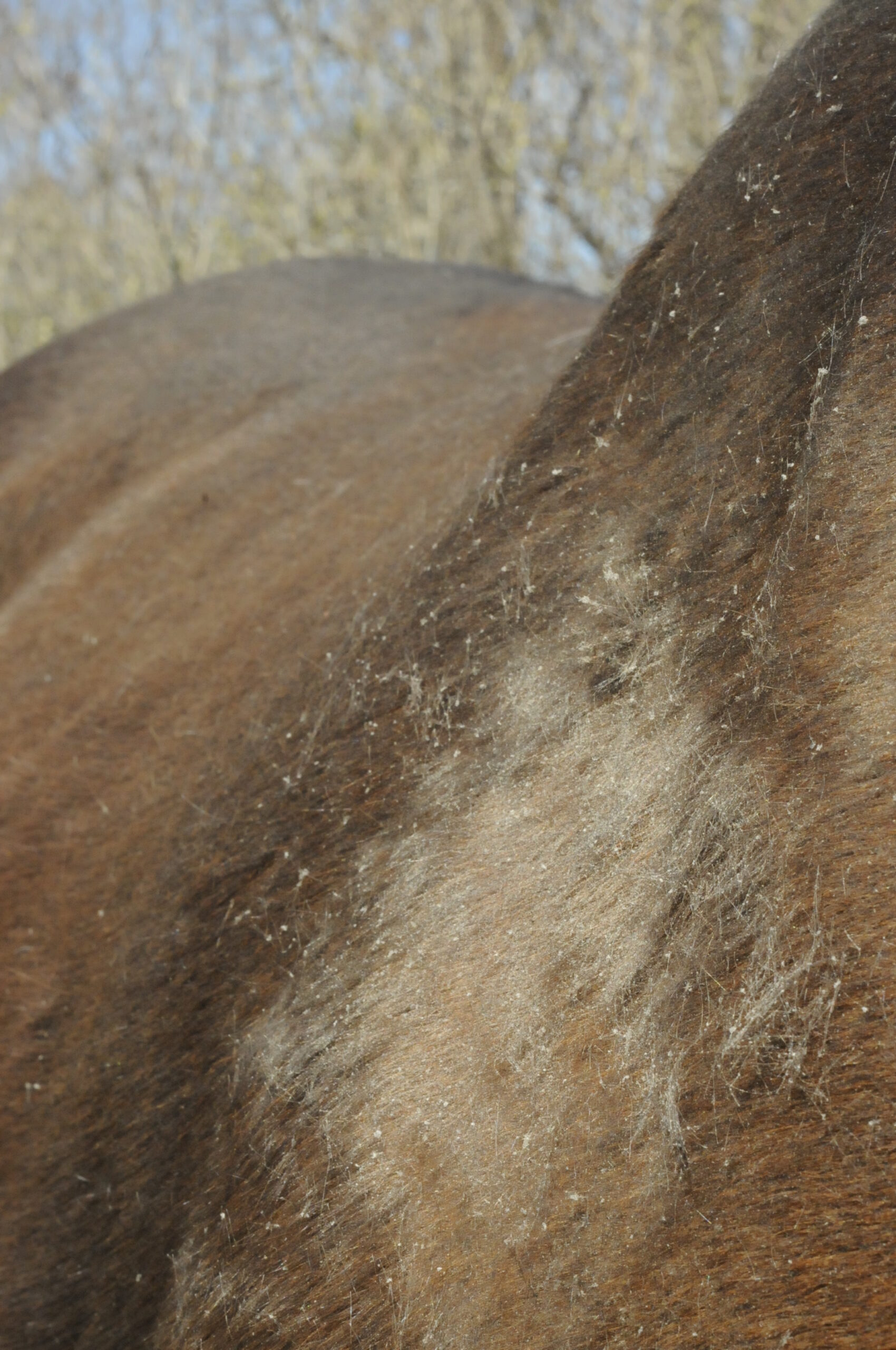 How To Get Rid of Rain Rot