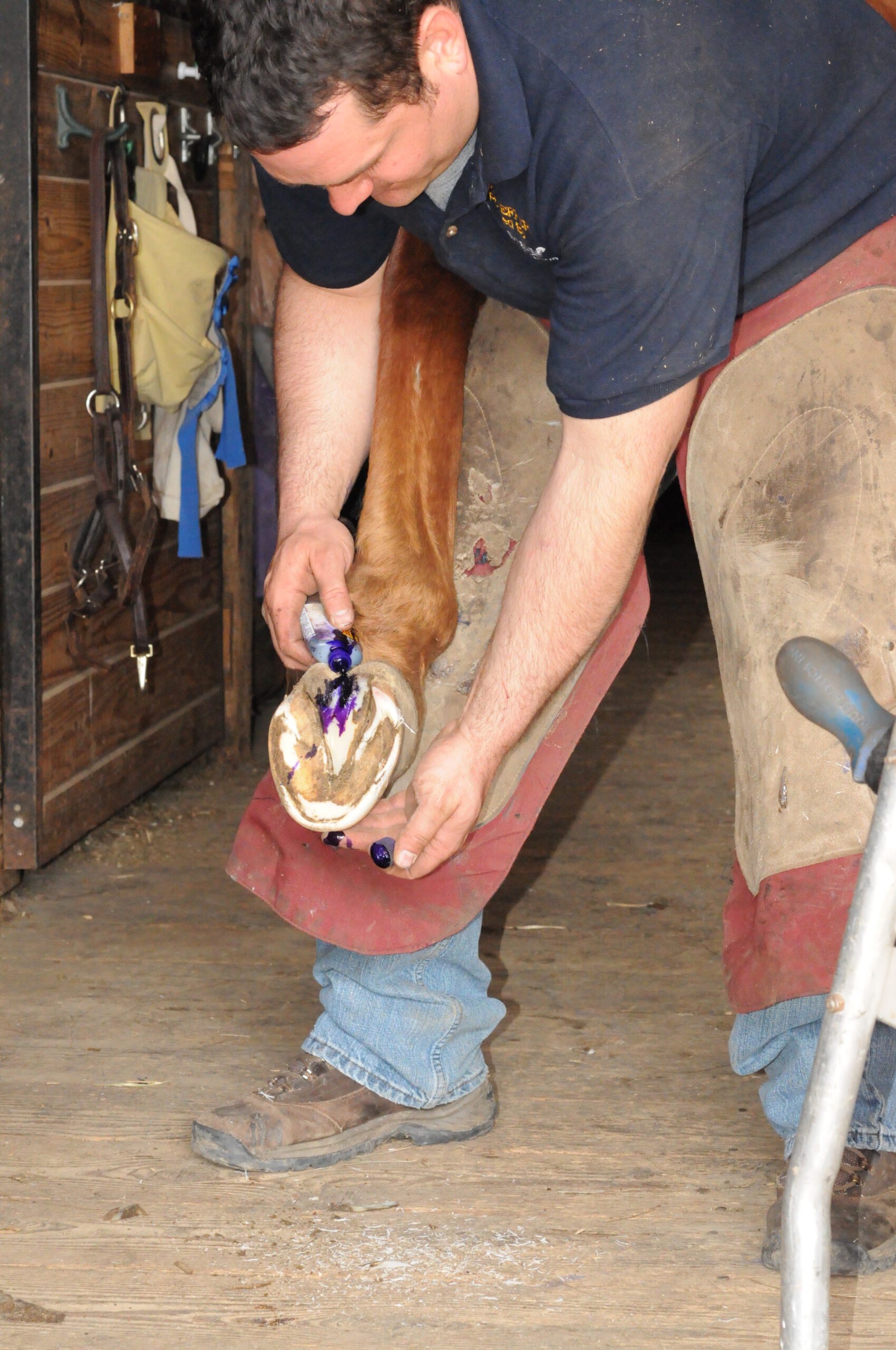 How To Treat Your Horse’s Thrush