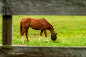 How to Treat and Prevent Summer Sores in Horses