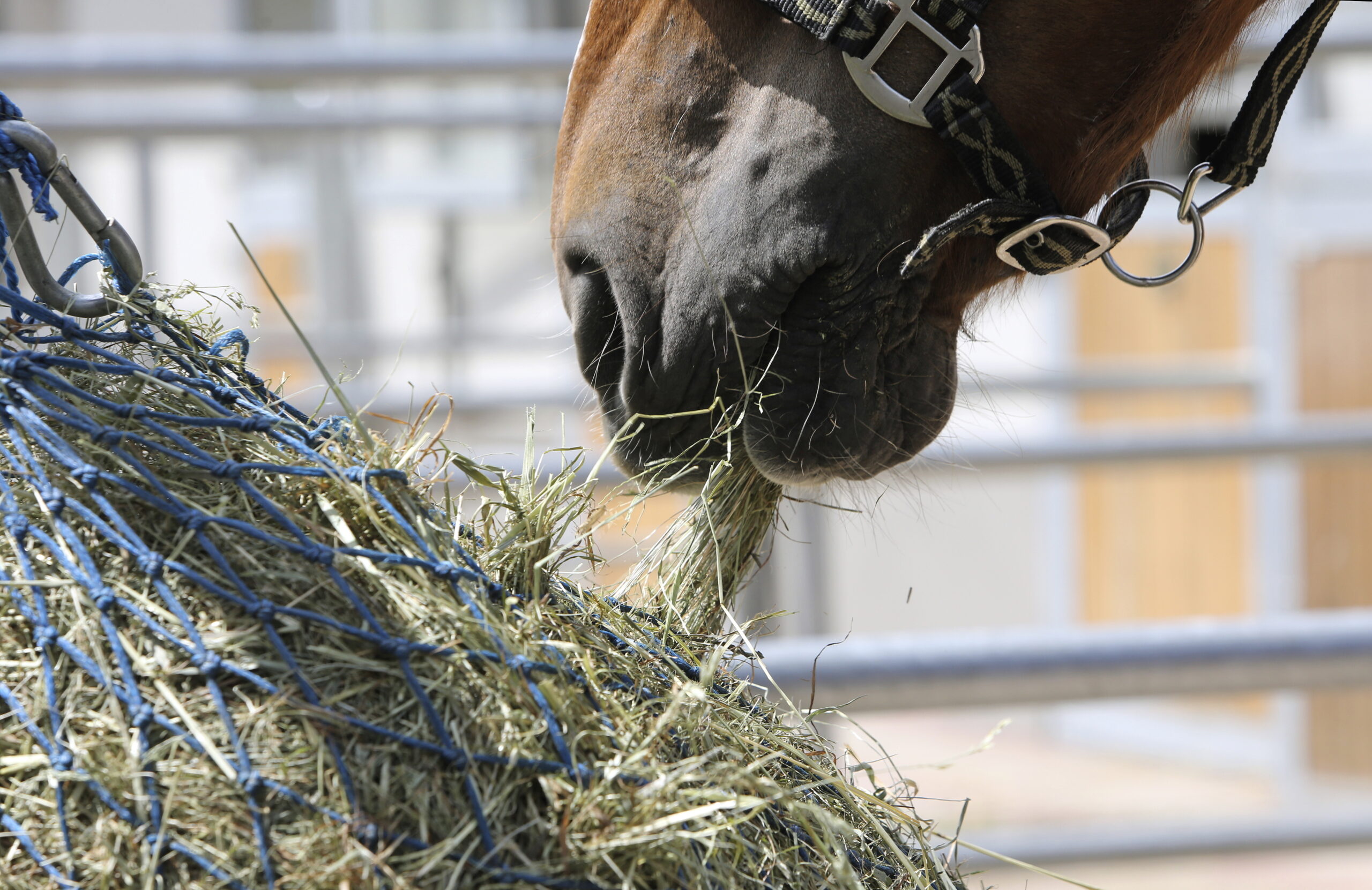 Expert Advice on Selecting Hay