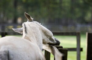 How to Treat and Prevent Summer Sores in Horses