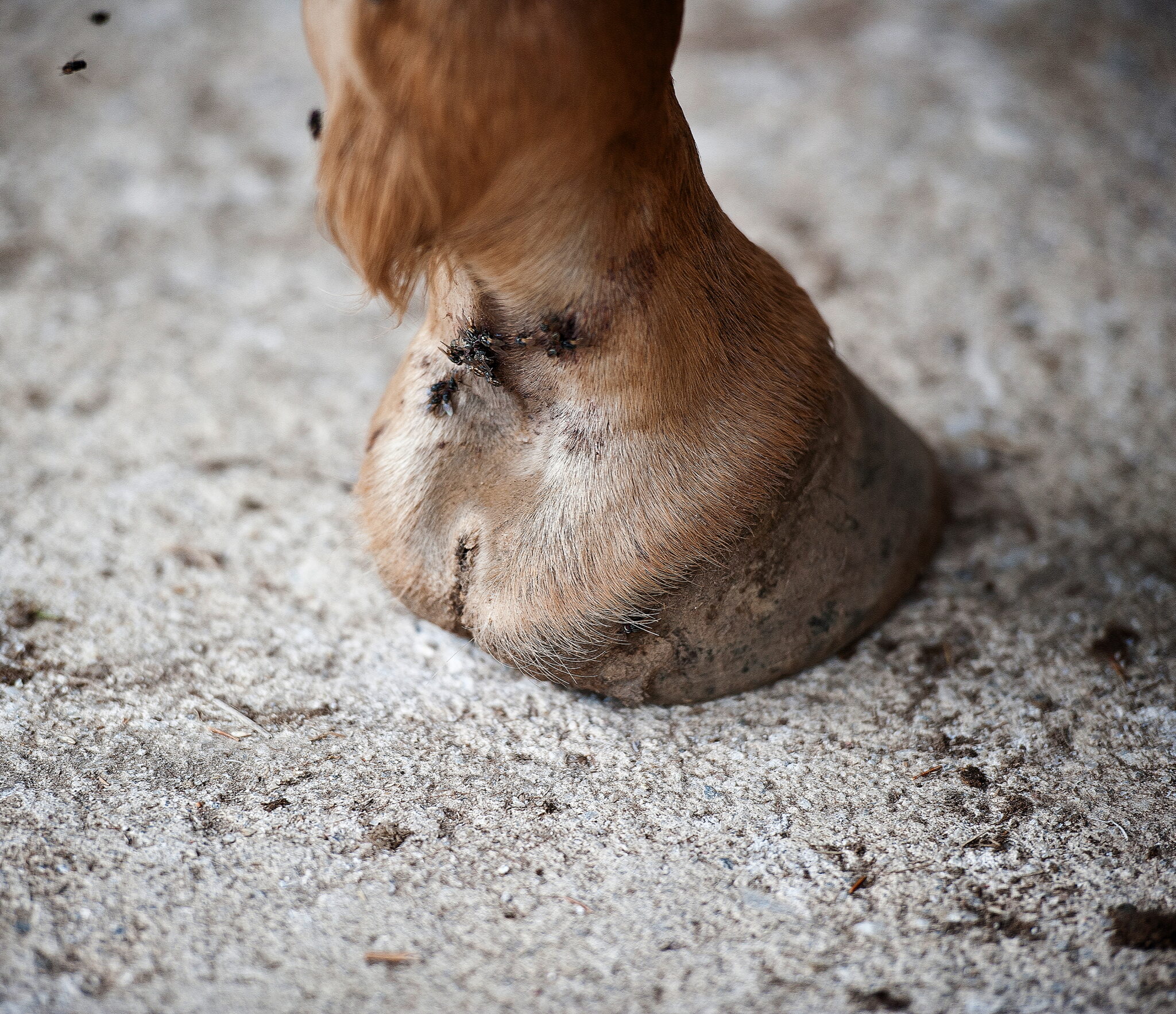 How to Treat and Prevent Summer Sores in Horses