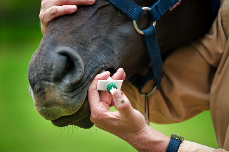 How to Treat and Prevent Summer Sores in Horses