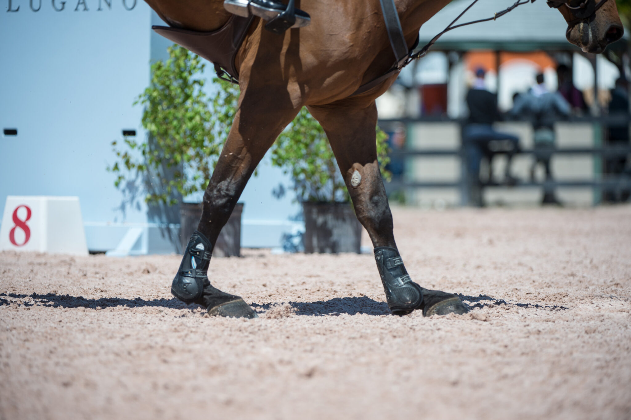 Suspensory Injuries in Horses