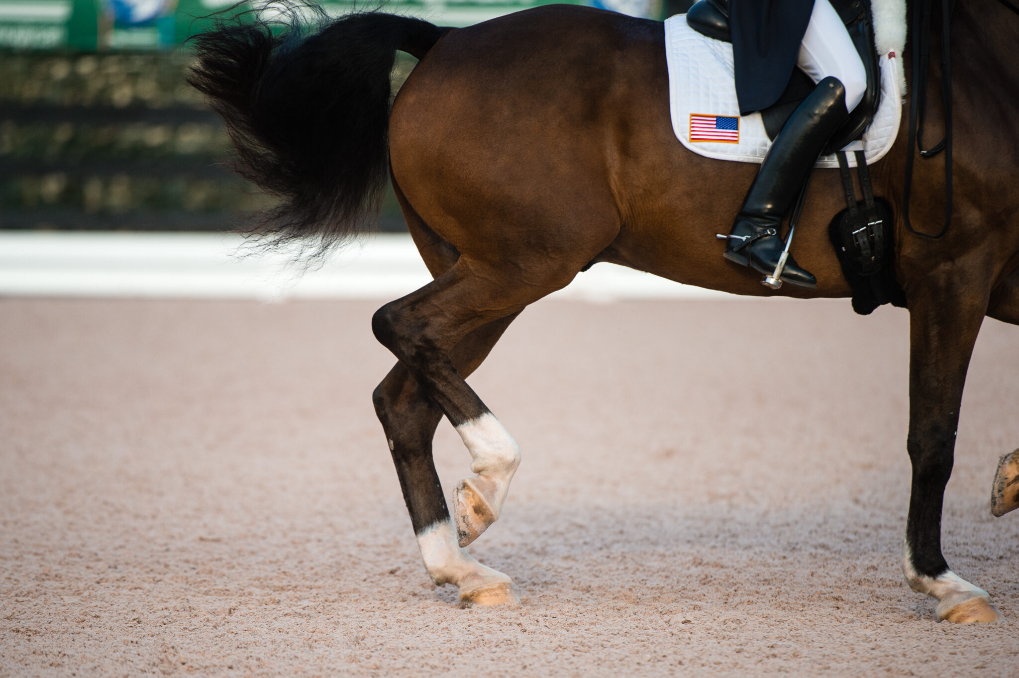 Suspensory Injuries in Horses