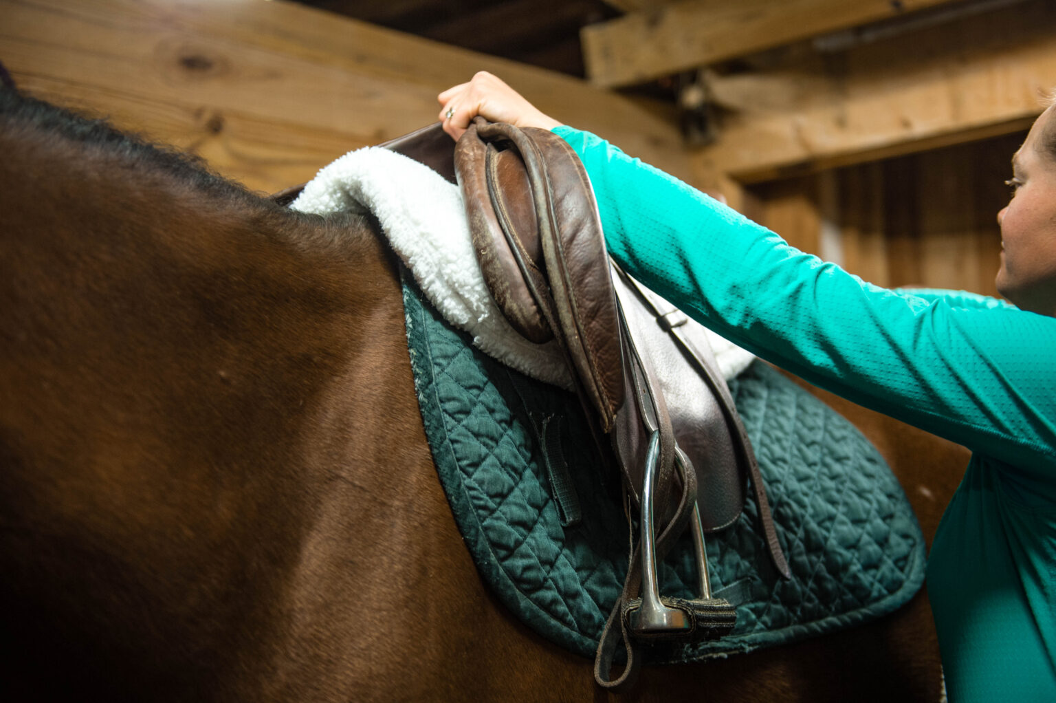 TLC for the Senior Horse: 8 Essential Steps