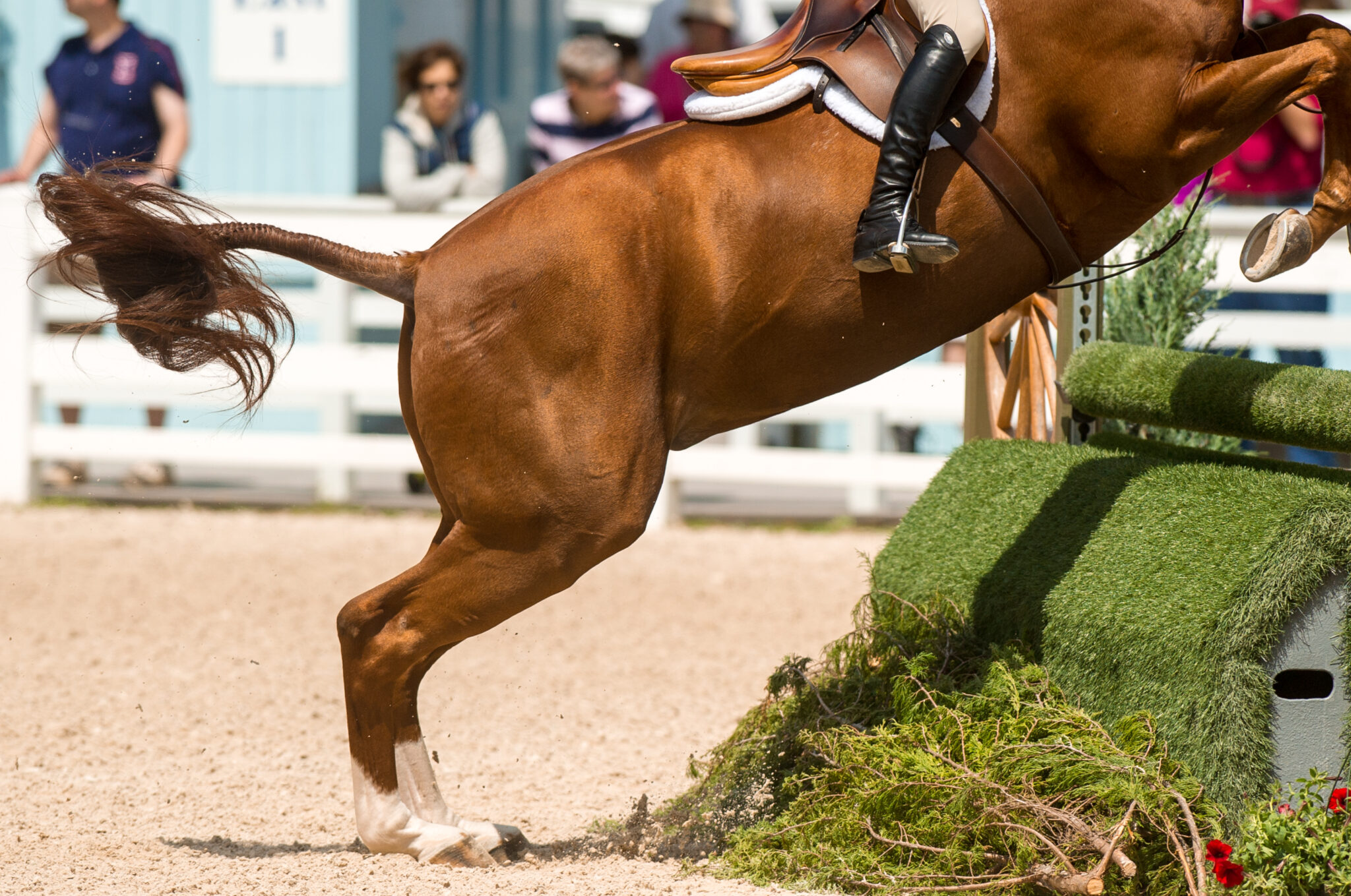 On the Injured List: Common Problems for Show Horses