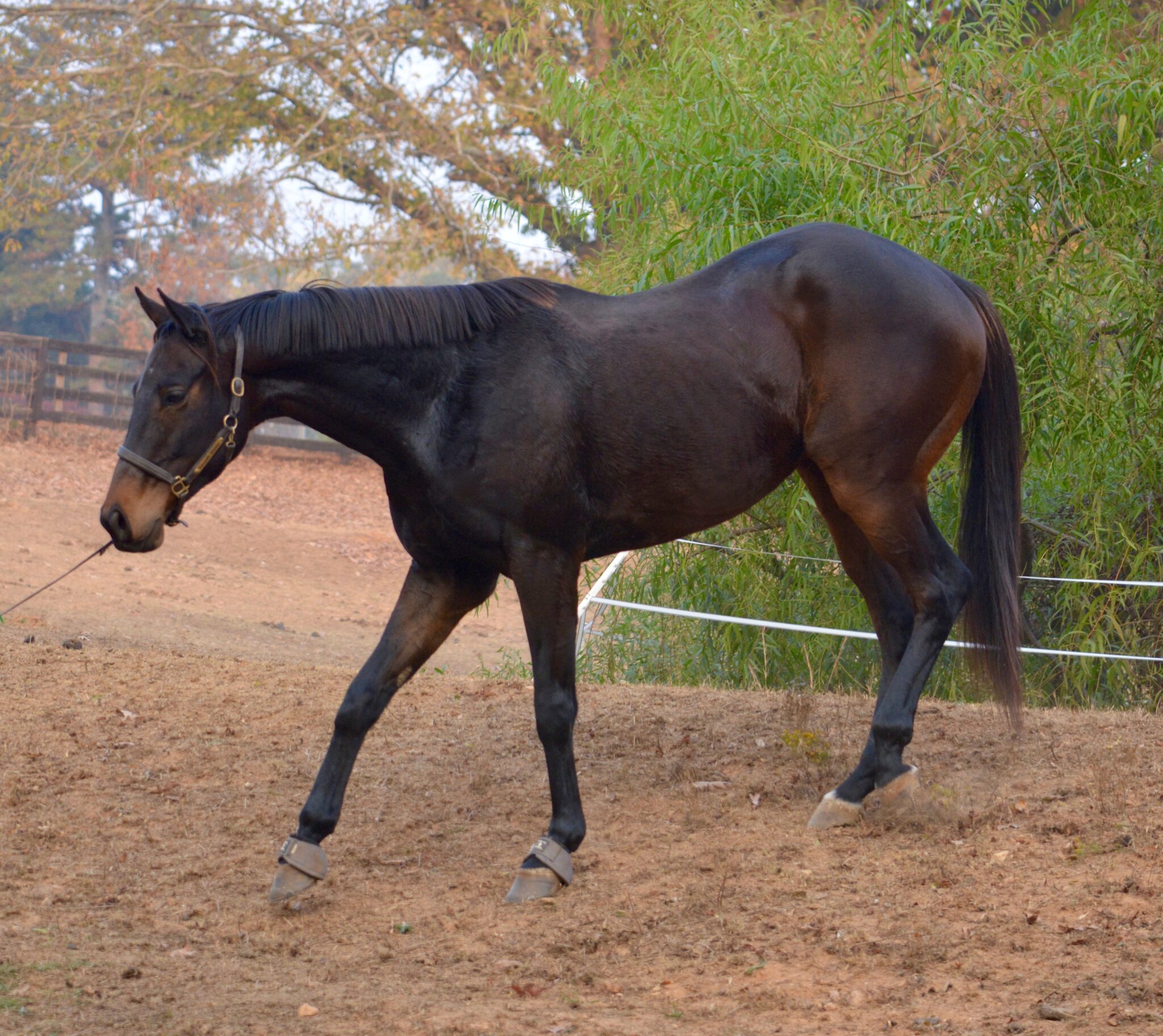 3 Steps to Stronger Stifles