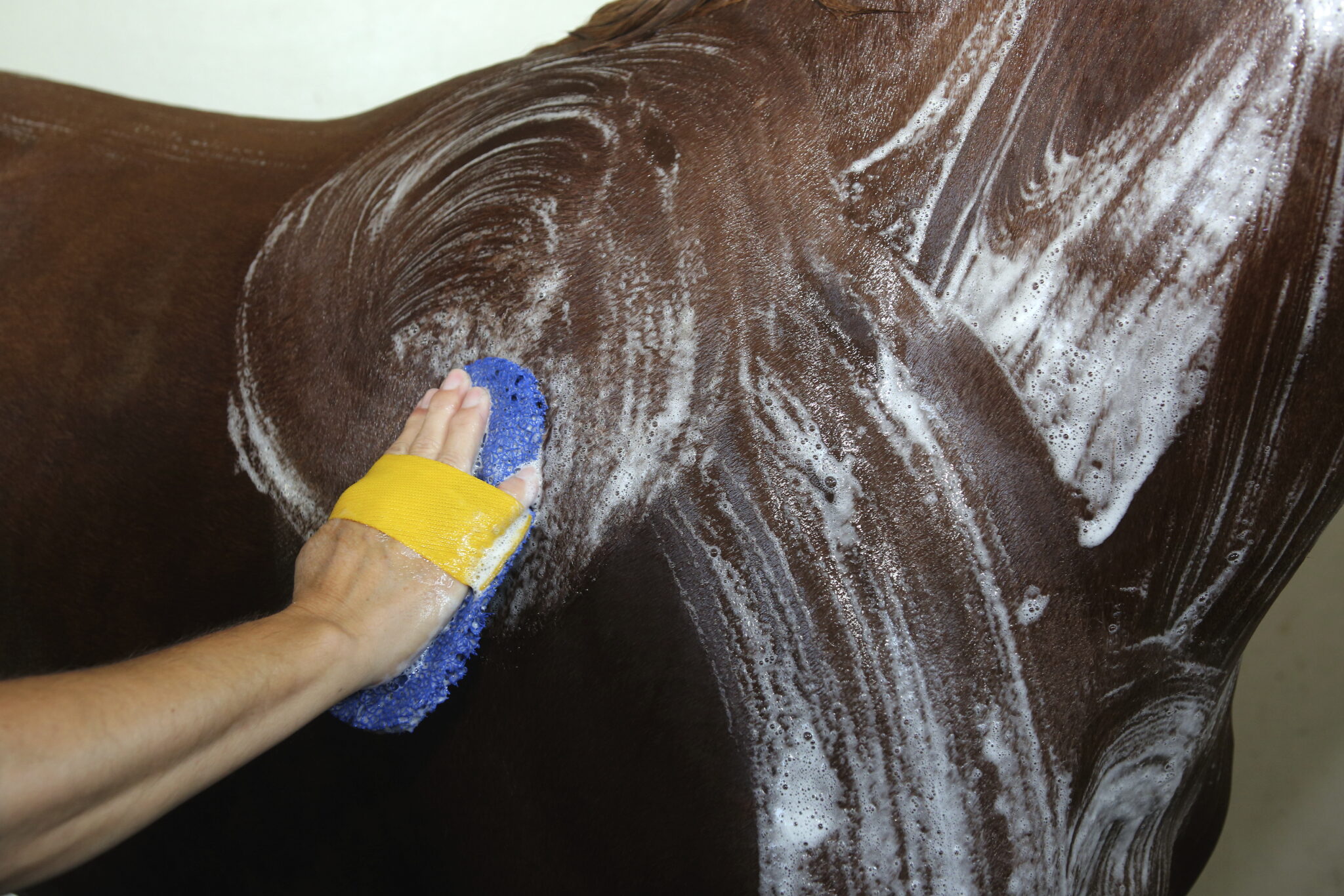 Beneath the Surface of Rain Rot