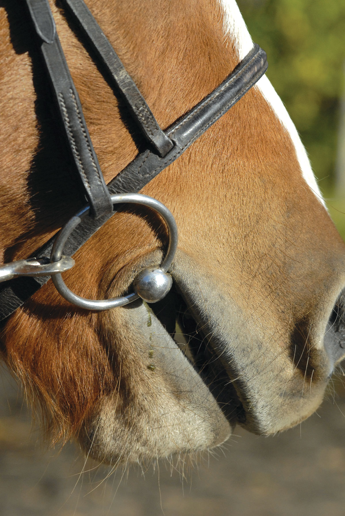 How To Stop Your Horse's Strange Bit Behavior
