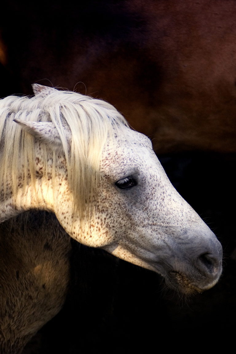 To Ease the Stress of Estrus