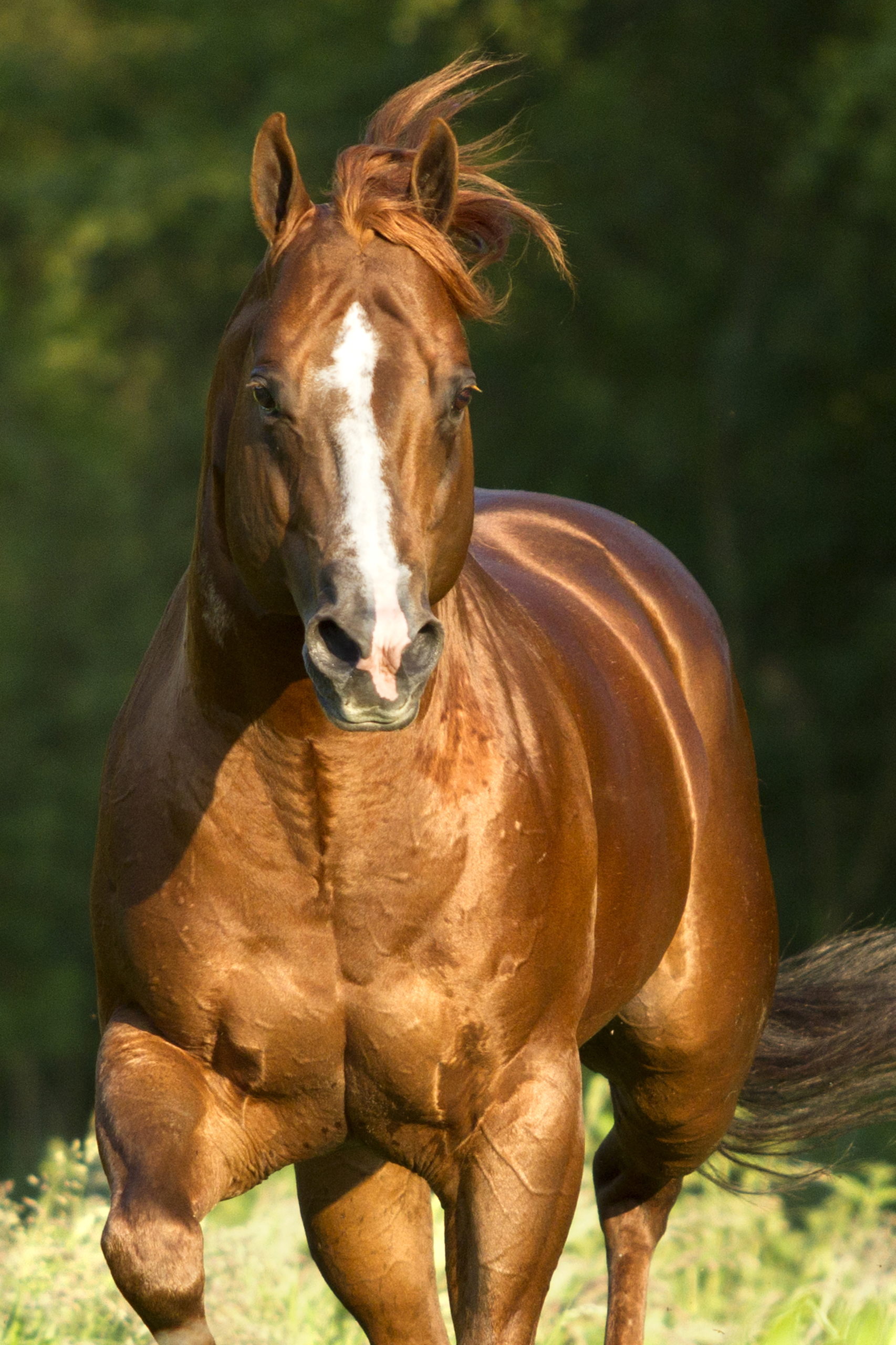 Most Muscular Horse In The World
