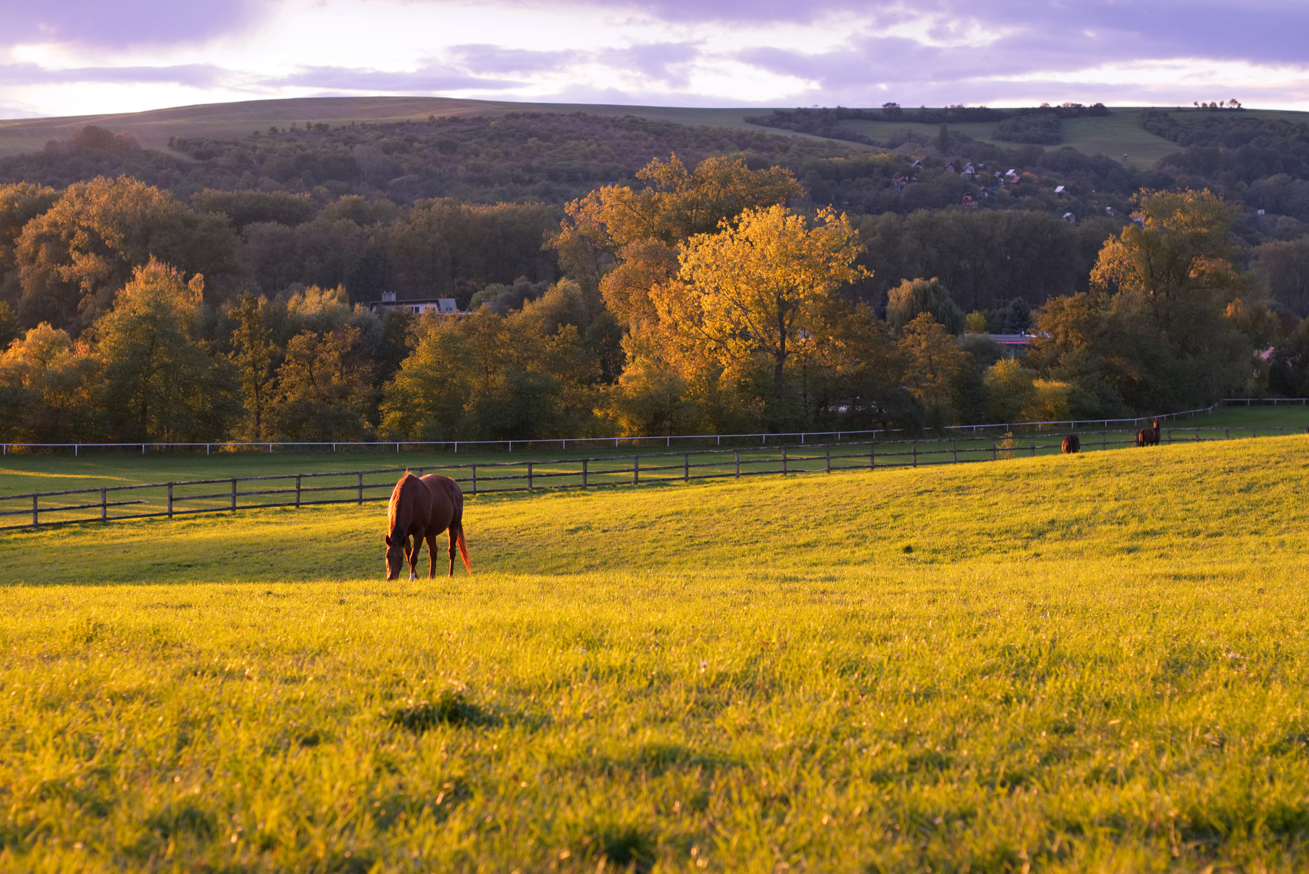 Devin Ryan WEG - Practical Horseman