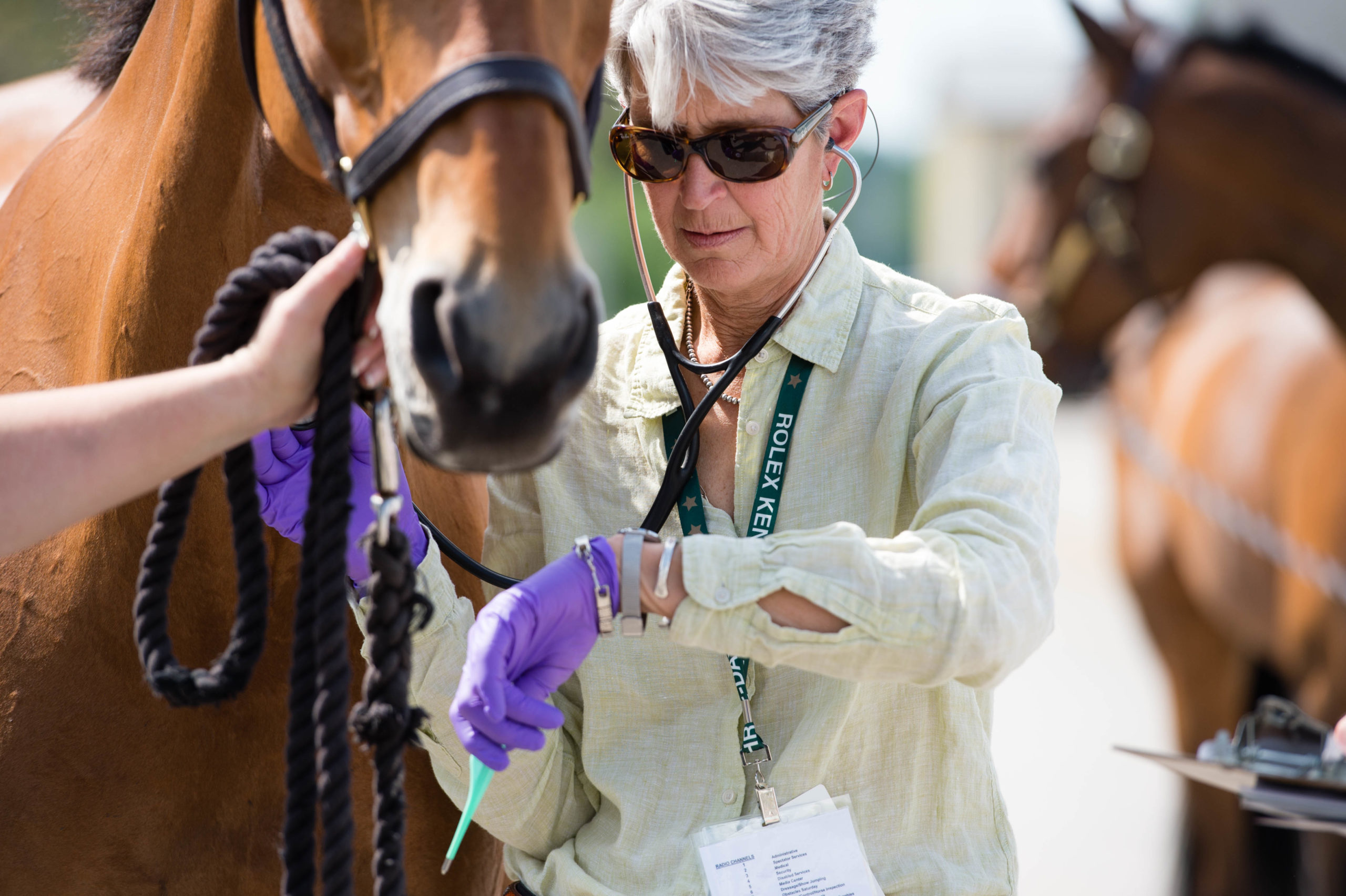 How to Take Your Horse’s Respiration