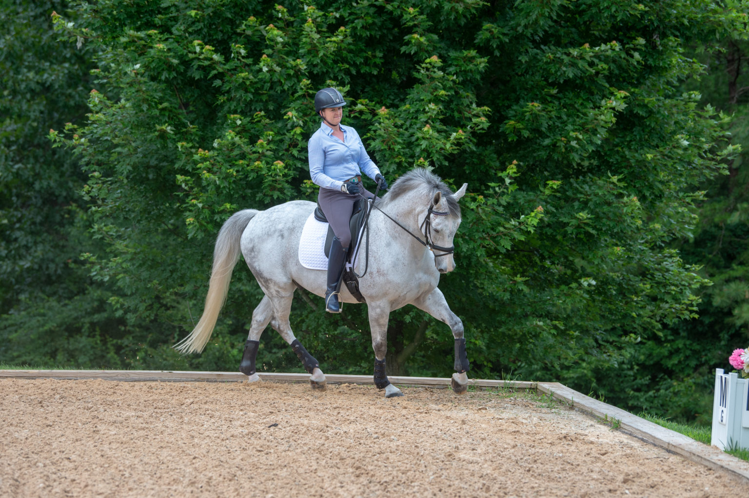 Where Real Dressage Begins: Shoulder-In