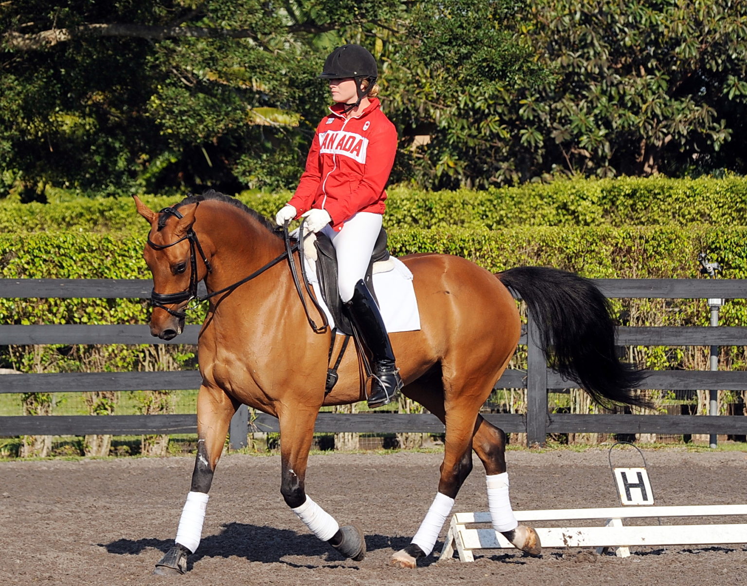 The Insider’s Guide to Shoulder-In at All Levels