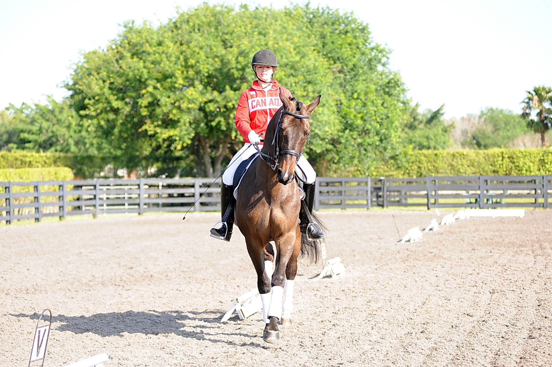 The Insider’s Guide to Shoulder-In at All Levels