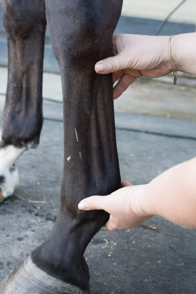How to Apply Liniment - Practical Horseman