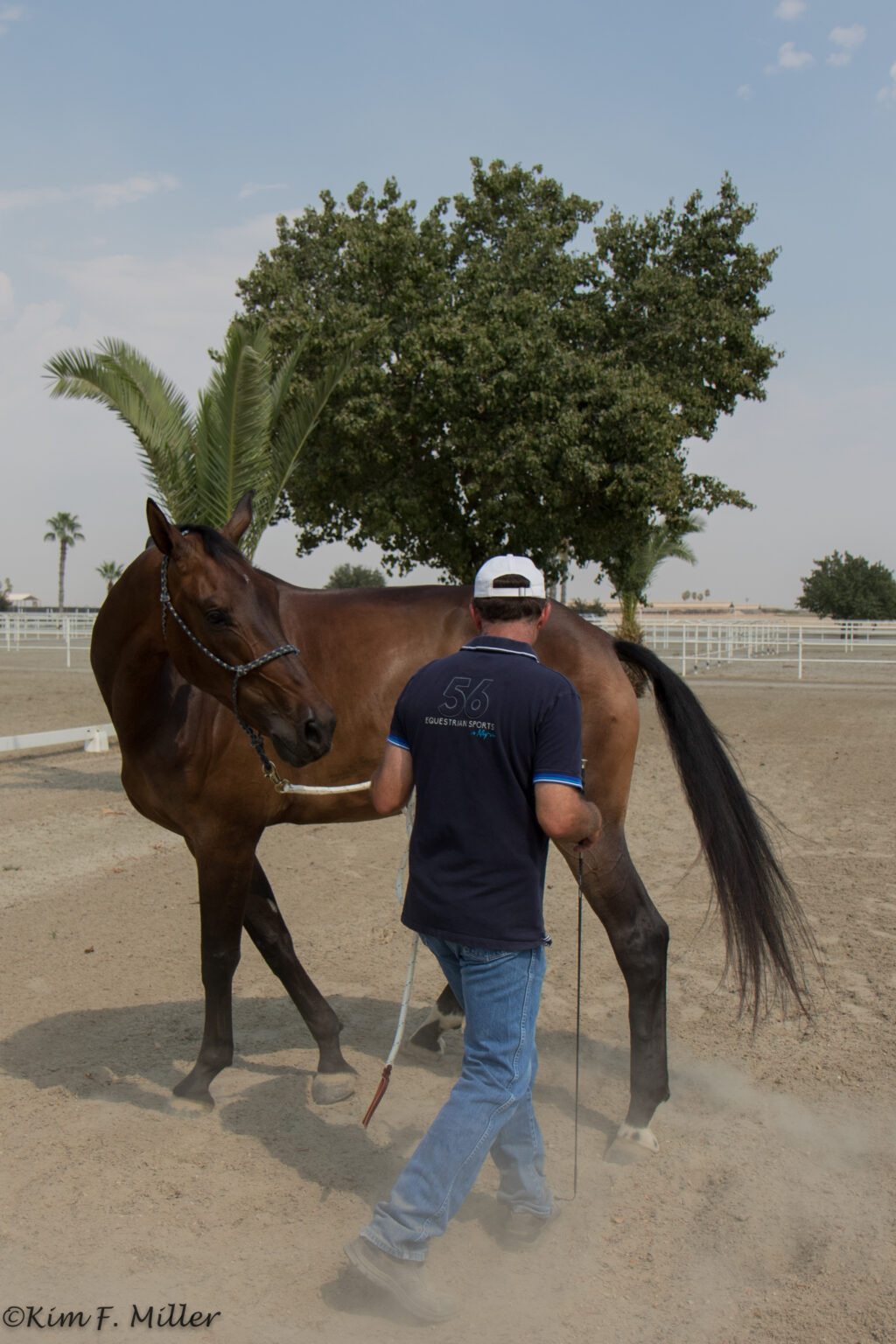 Establish Good Ground Manners - Practical Horseman