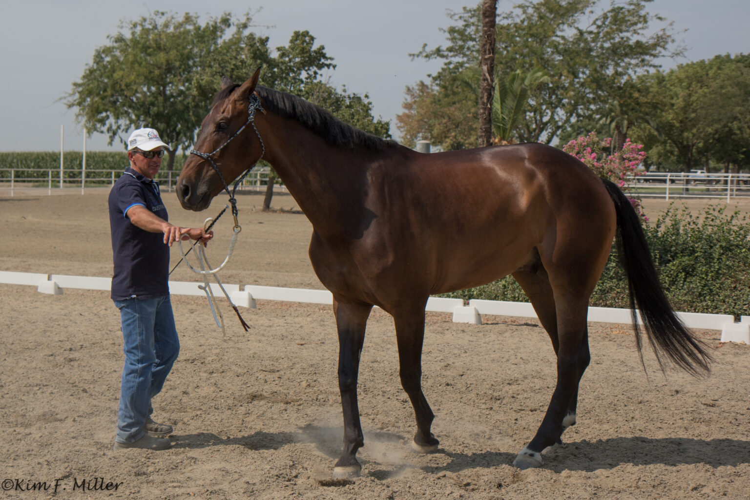 Establish Good Ground Manners - Practical Horseman