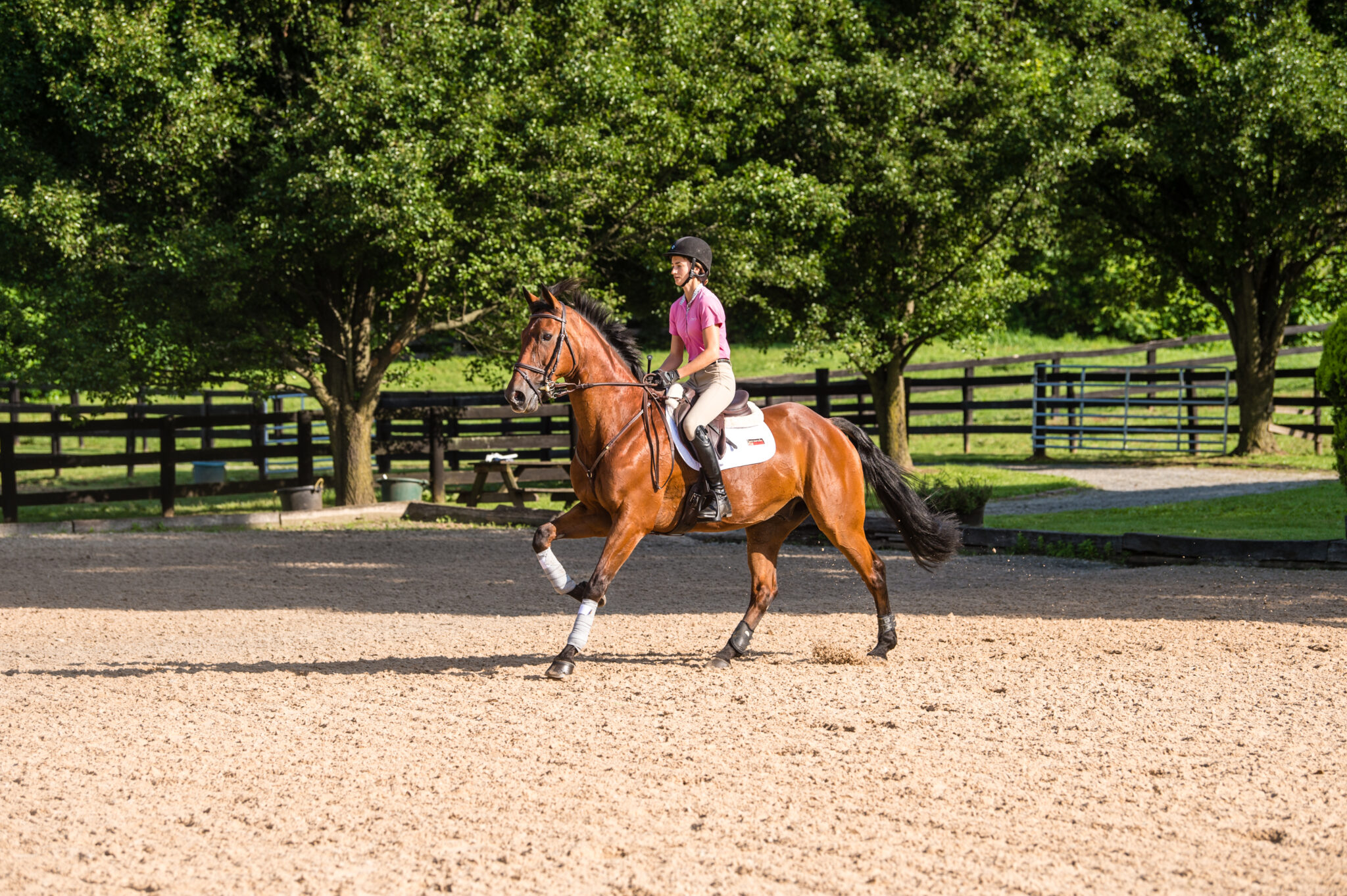 Sharpen Your Show-Jumping Skills