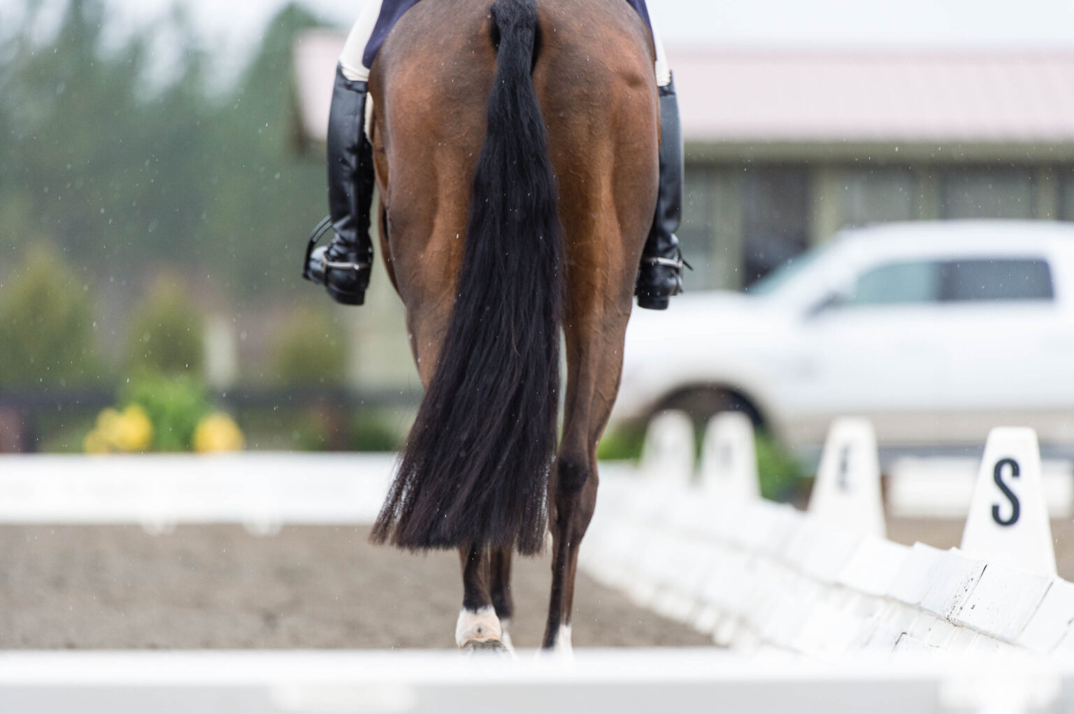 5 Grooming Tips - Practical Horseman