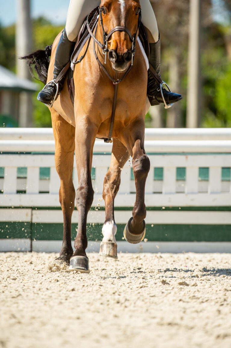 50 Health and Management Tips - Practical Horseman