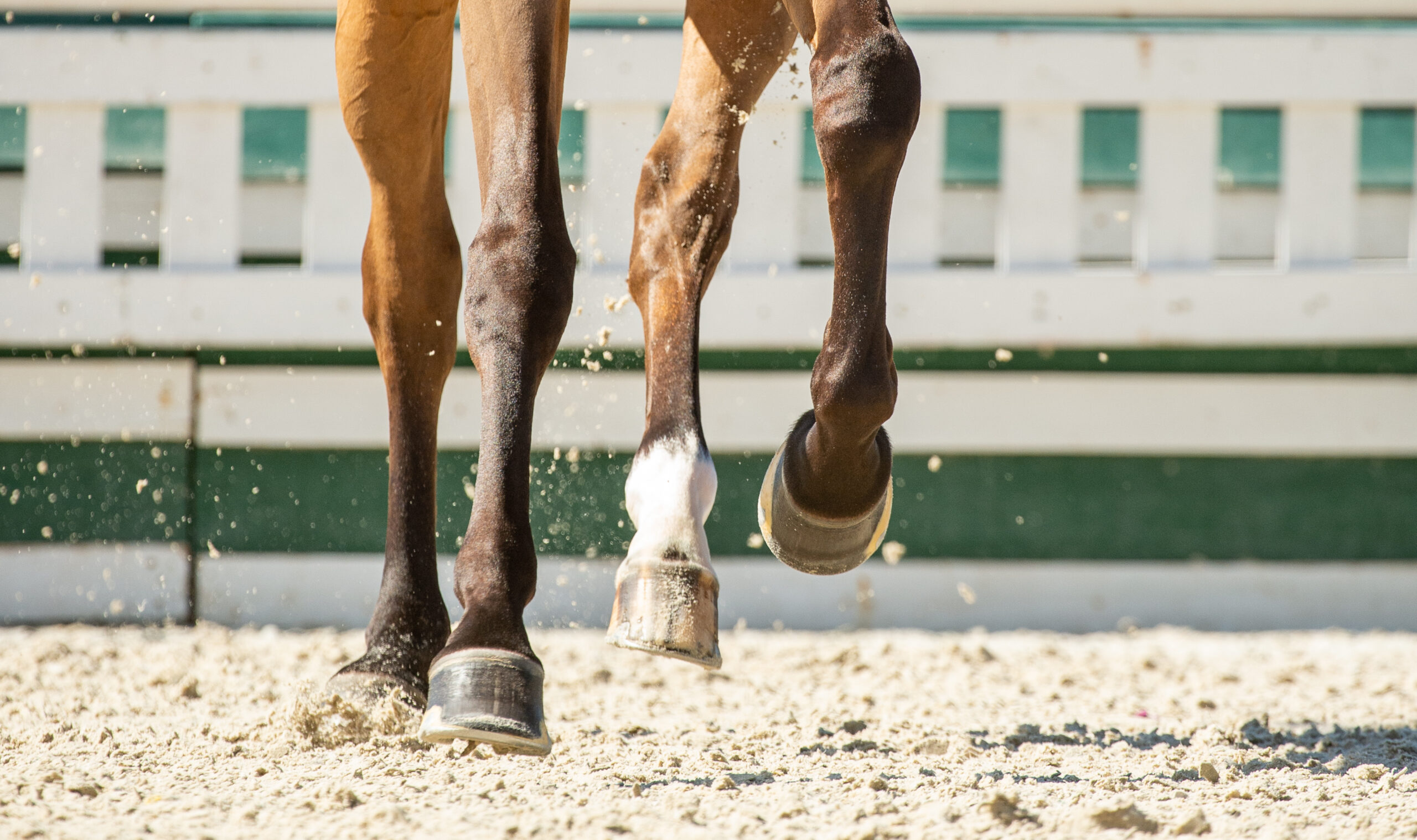 8 Lameness Tips - Practical Horseman