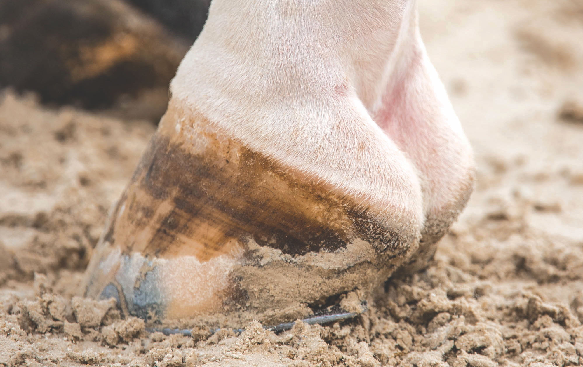 7 Hoof Health and Colic Tips - Practical Horseman
