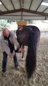 3 Steps to Stronger Stifles