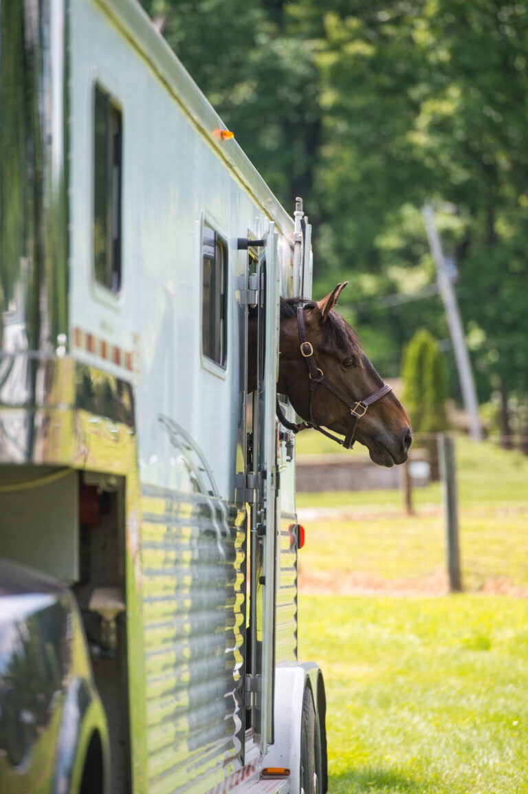 Shipping Fever - Practical Horseman