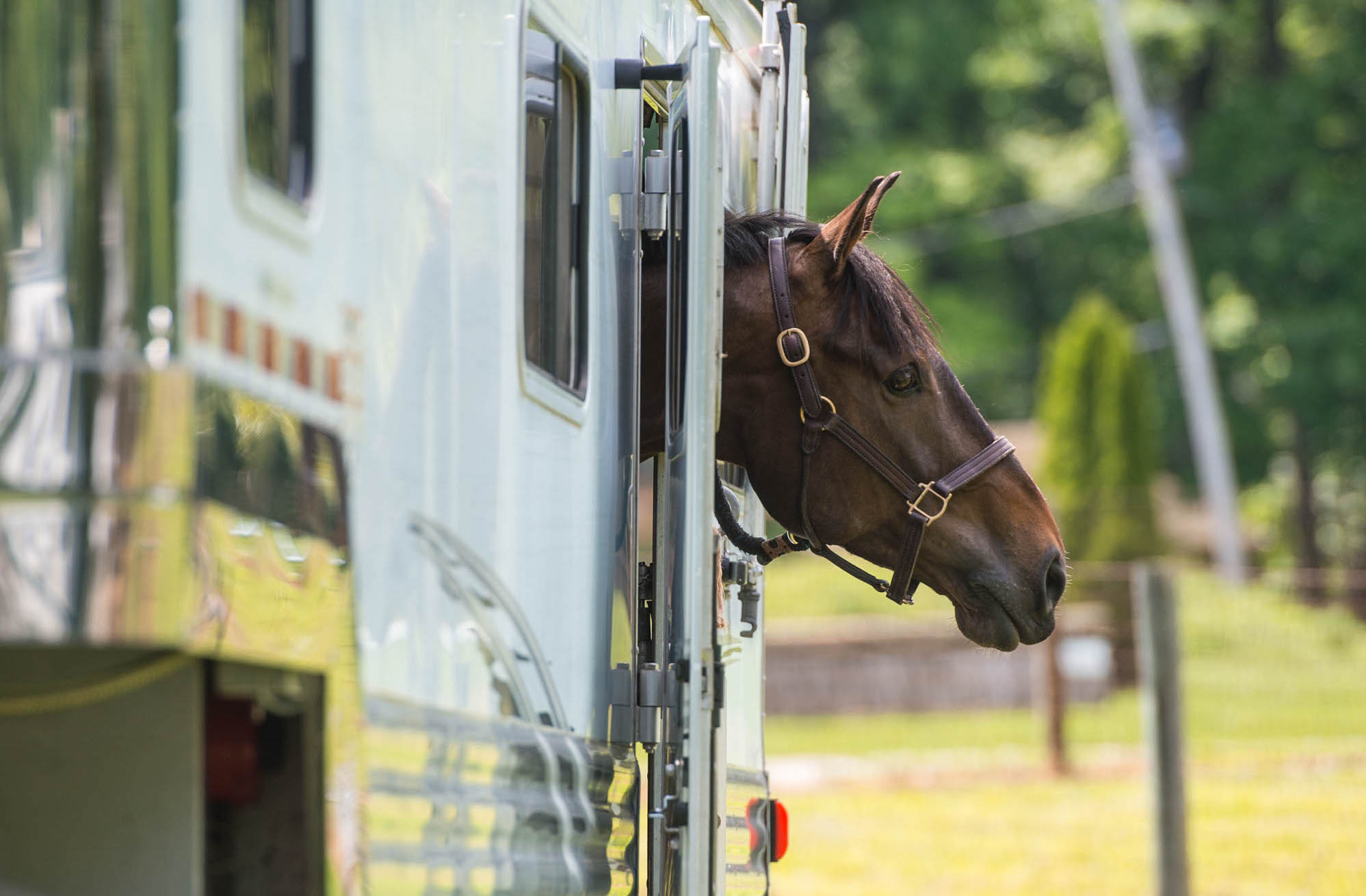 Shipping Fever - Practical Horseman