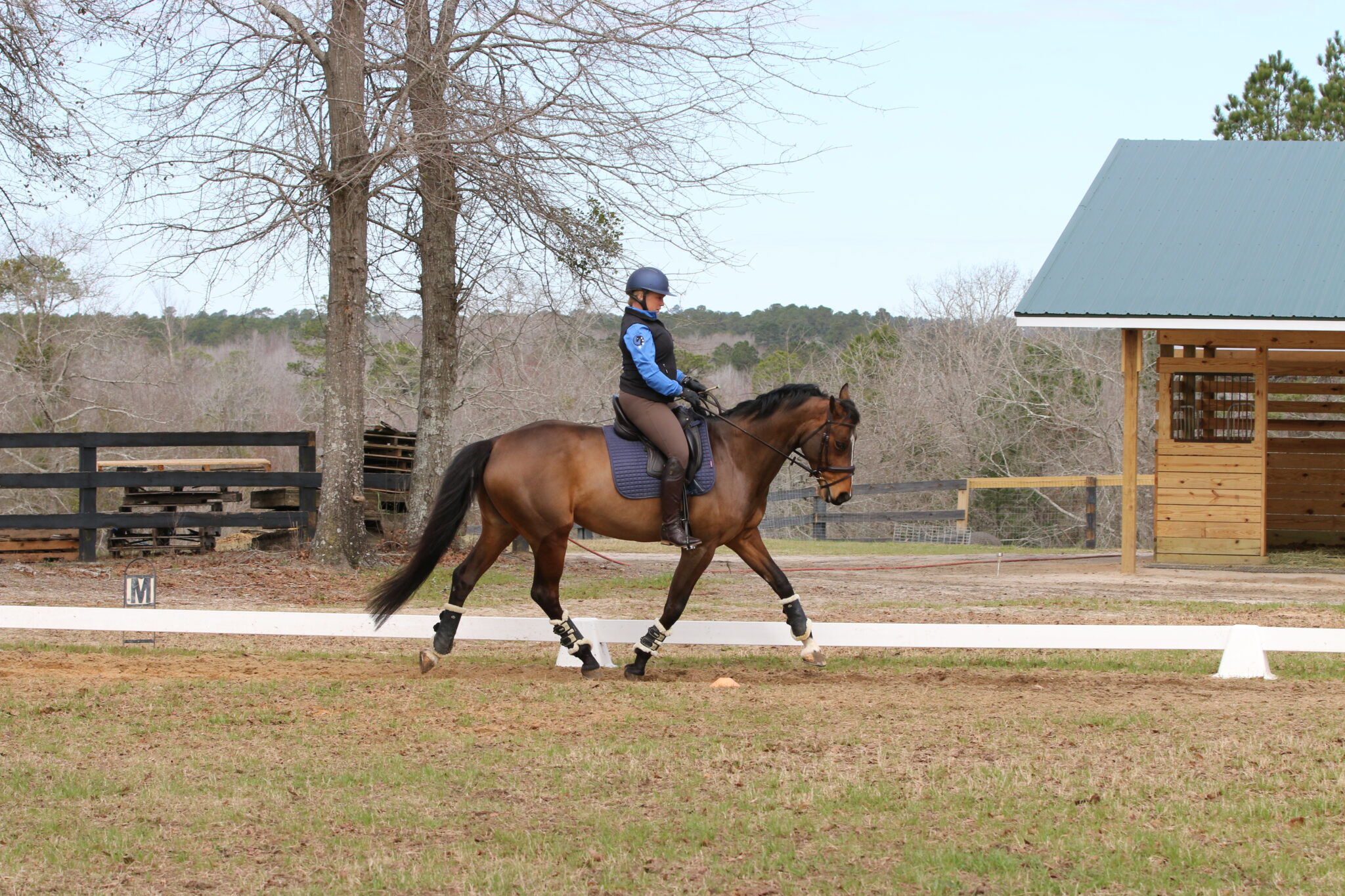 Hone the Half-Halt - Practical Horseman