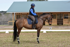 Hone the Half-Halt - Practical Horseman