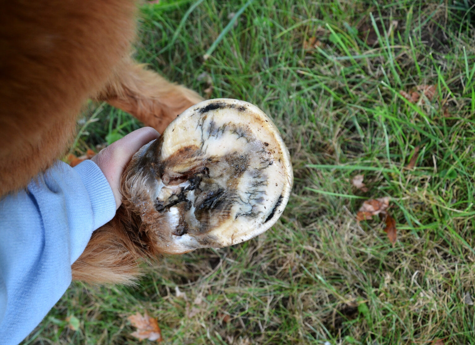 Thrush 101 - Practical Horseman