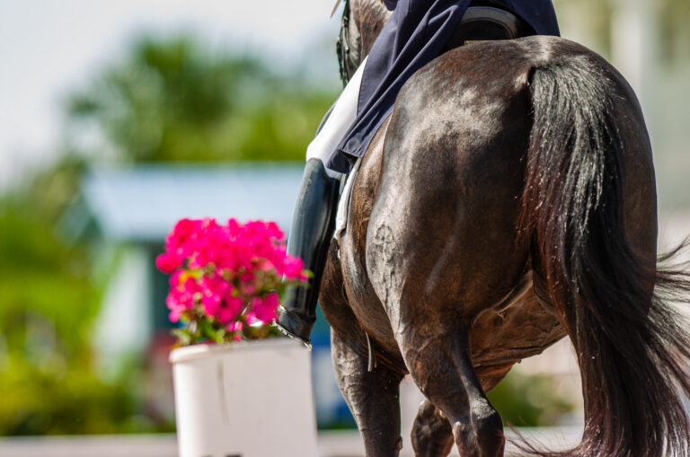 The Sacroiliac Joint in the Horse: The Key to Movement - Practical Horseman