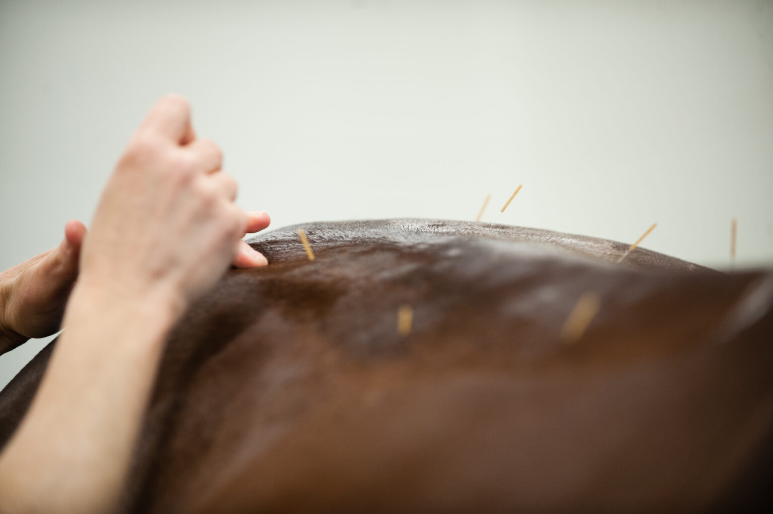 The Sacroiliac Joint in the Horse: The Key to Movement - Practical Horseman