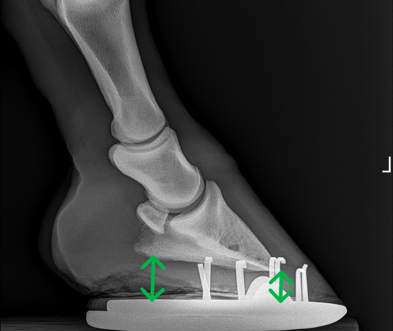 The Sacroiliac Joint in the Horse: The Key to Movement - Practical Horseman